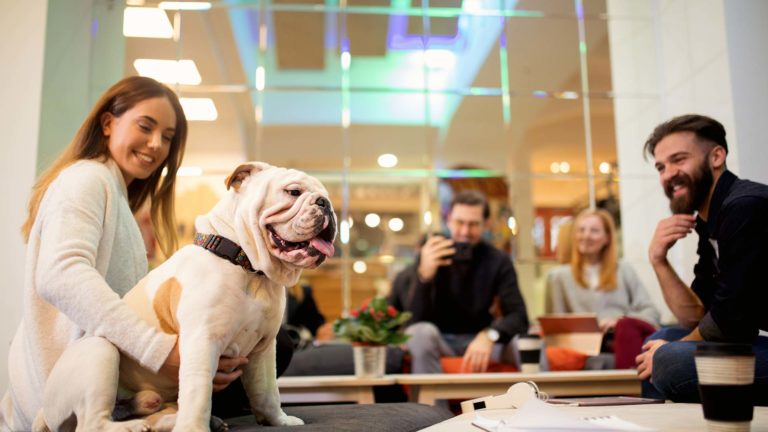 10 ways to be a pet-friendly workplace: How employers can honor and ...